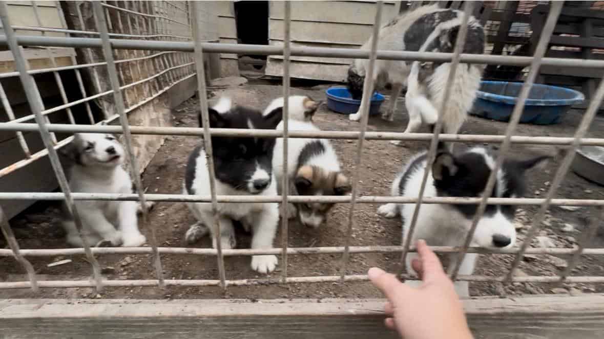 Inuit Dog Puppies | PetClassifieds.com
