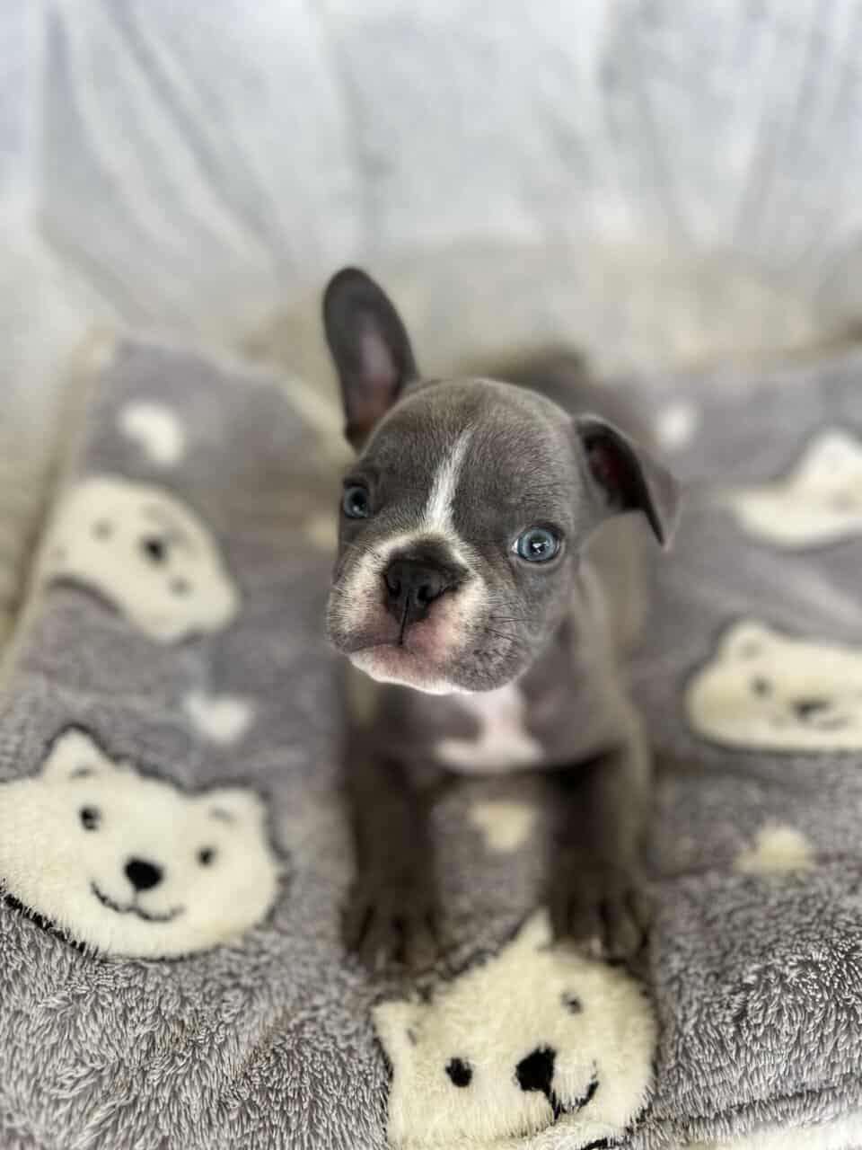 Sweet blue eyed male Frenchie | PetClassifieds.com