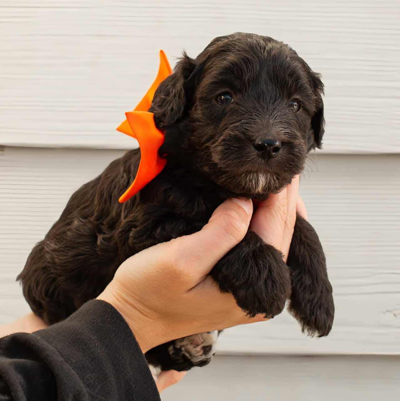 “Storm” Australian Labradoodle/Sheepadoodle Puppy | PetClassifieds.com