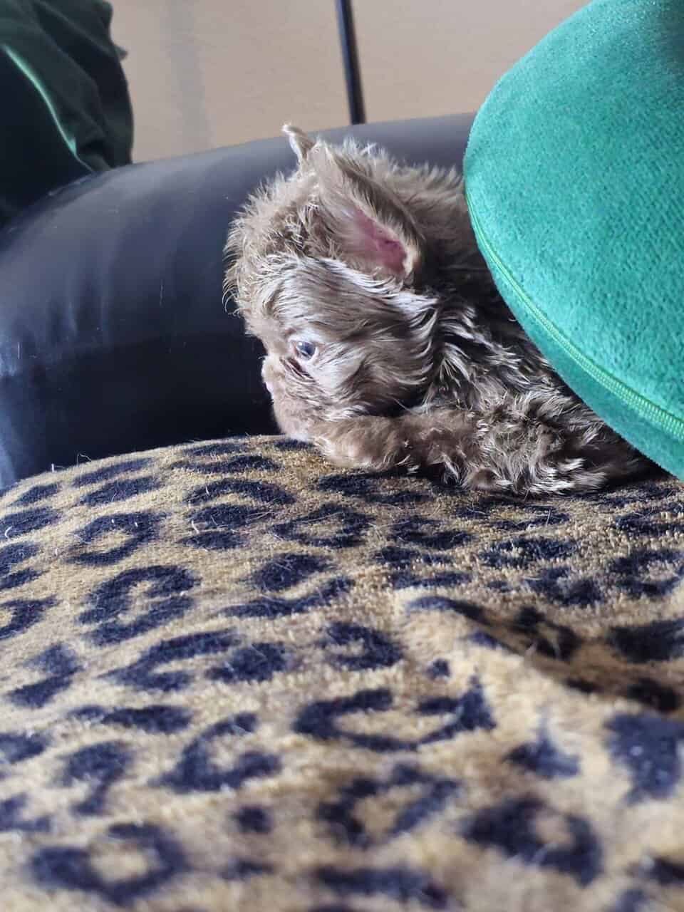 Fluffy (floodle) French Bulldog | PetClassifieds.com