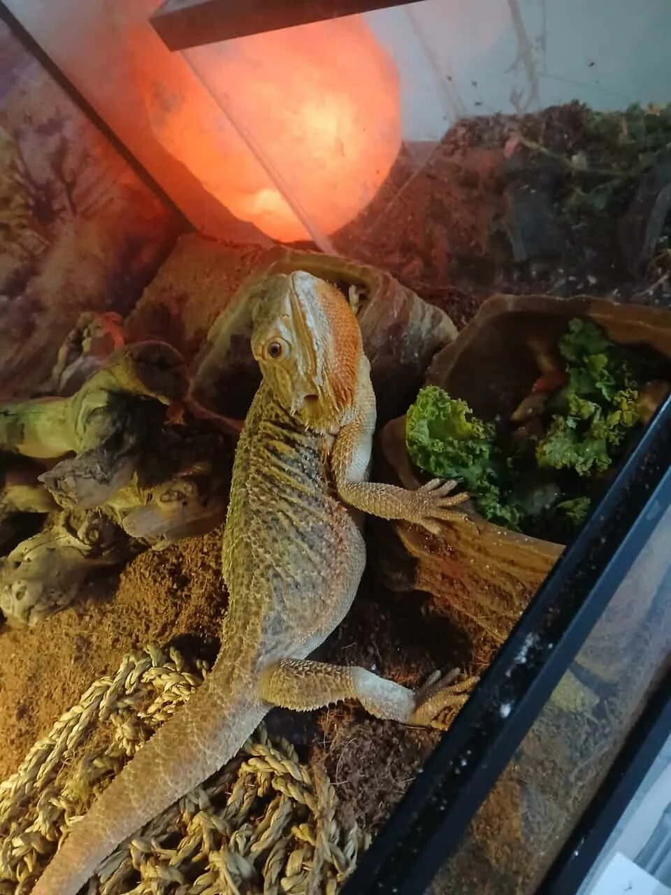 Female Bearded Dragon | PetClassifieds.com - petclassifieds