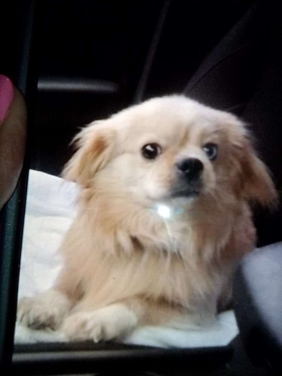 Pekingese/ chihuahua mix (Pekachi) | PetClassifieds.com