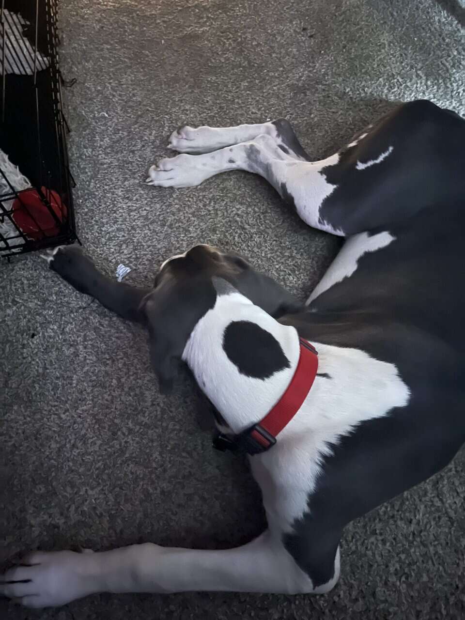 Atticus (rehoming) | PetClassifieds.com