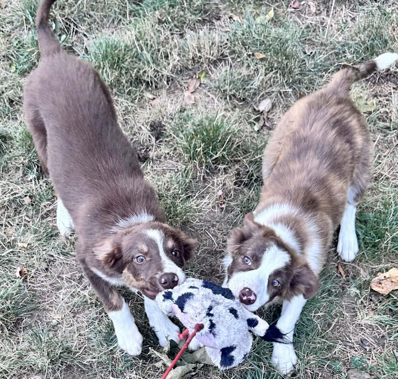 Border collies pure bred | PetClassifieds.com