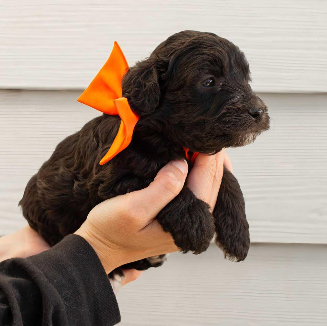 “Storm” Australian Labradoodle/Sheepadoodle Puppy | PetClassifieds.com