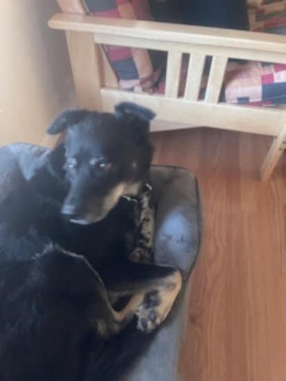 Sweet Sam | PetClassifieds.com