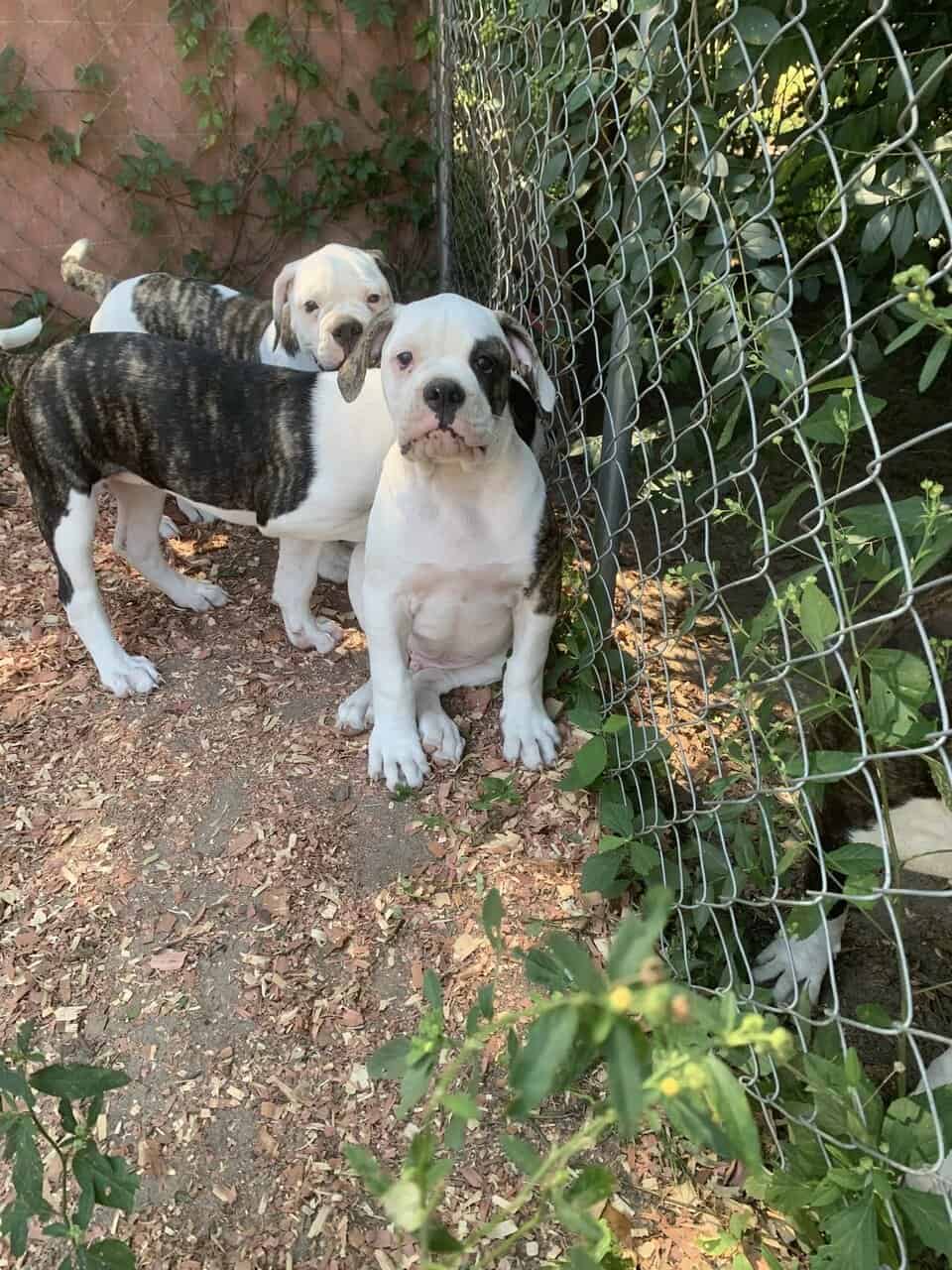 NKC American Bulldog Pups; Pure Johnson Bloodlines | PetClassifieds.com
