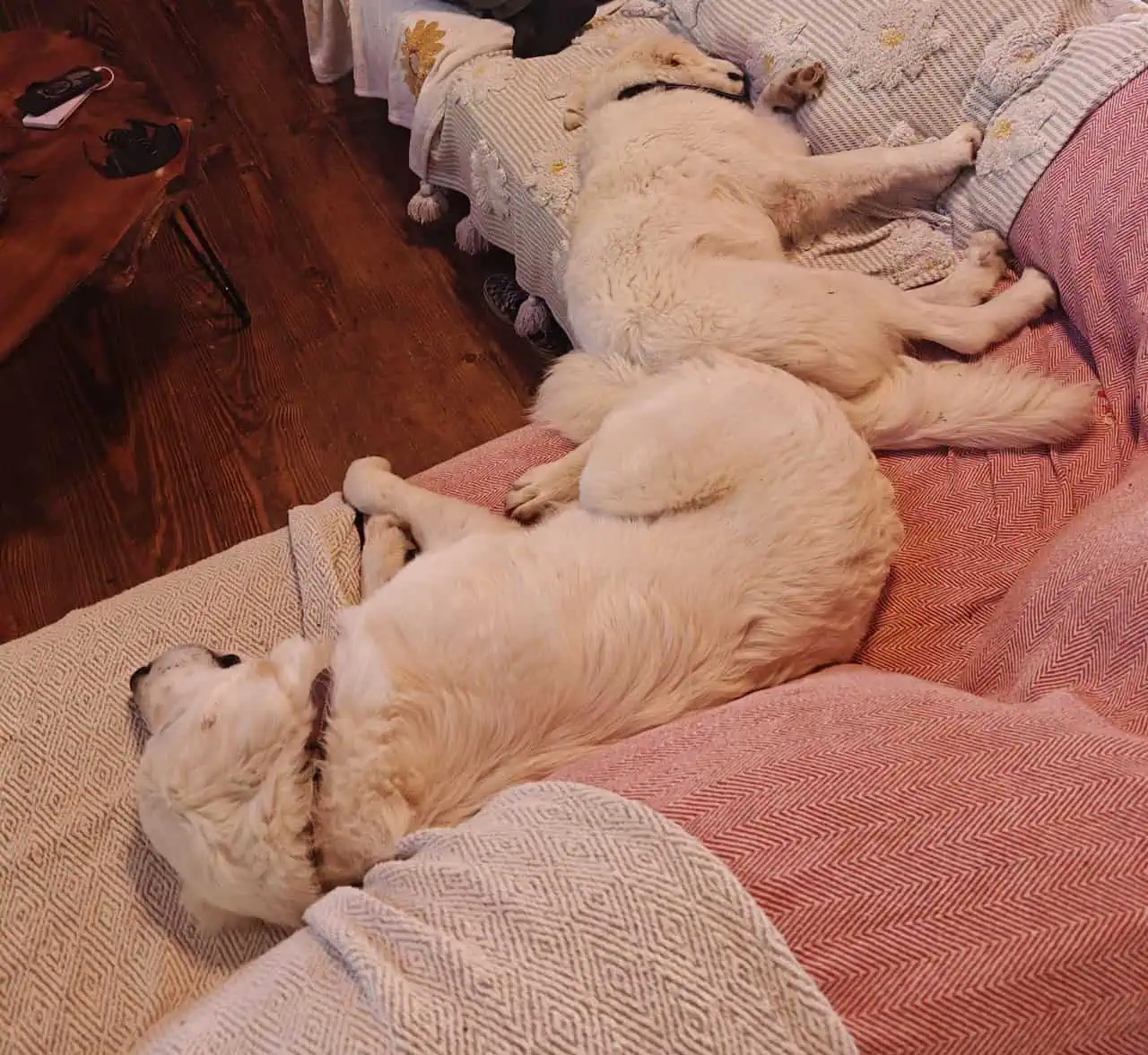 1 Female Pyrenees puppy | PetClassifieds.com