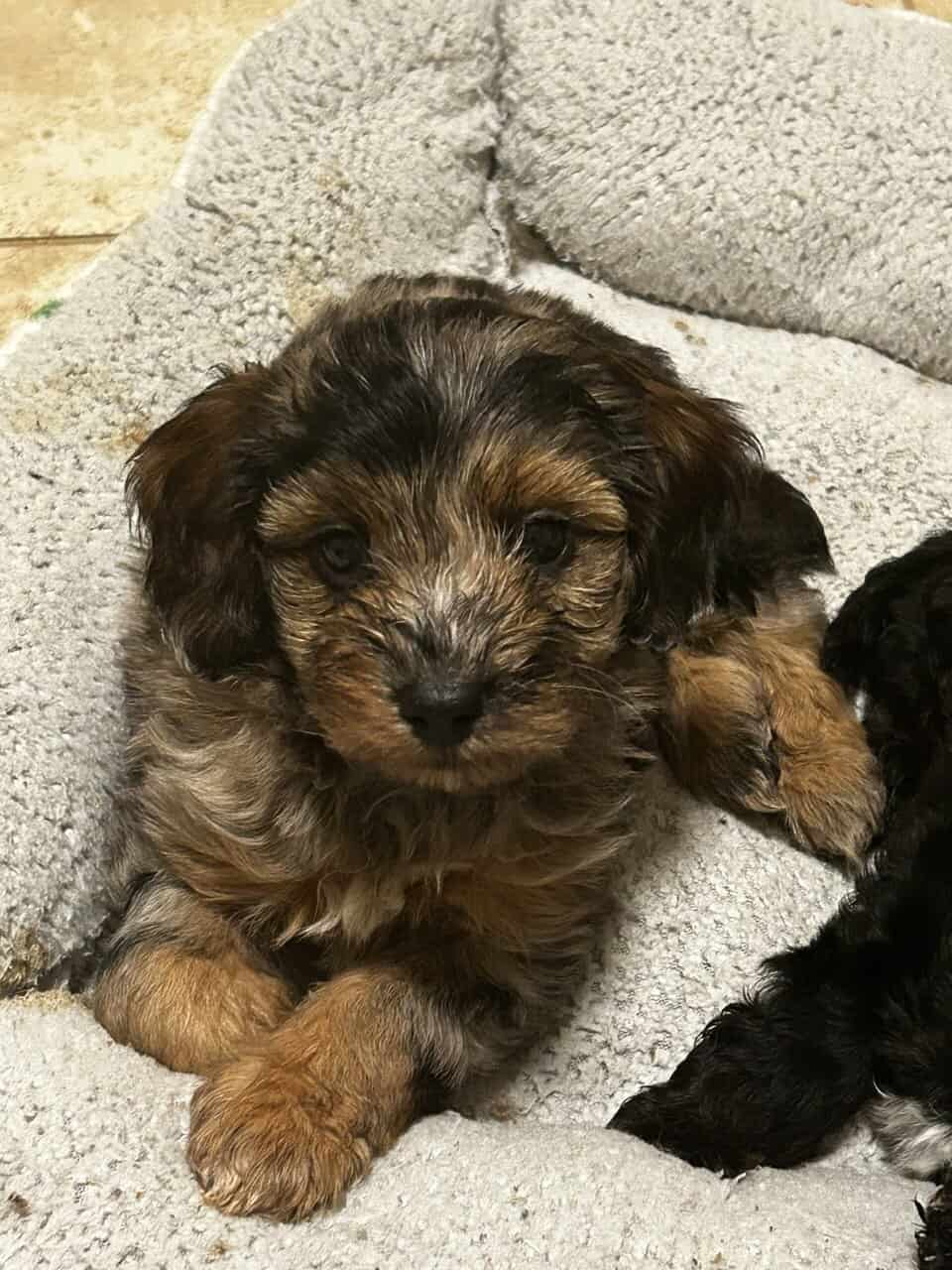Mini Blue Merle Cavapoo Pups | PetClassifieds.com