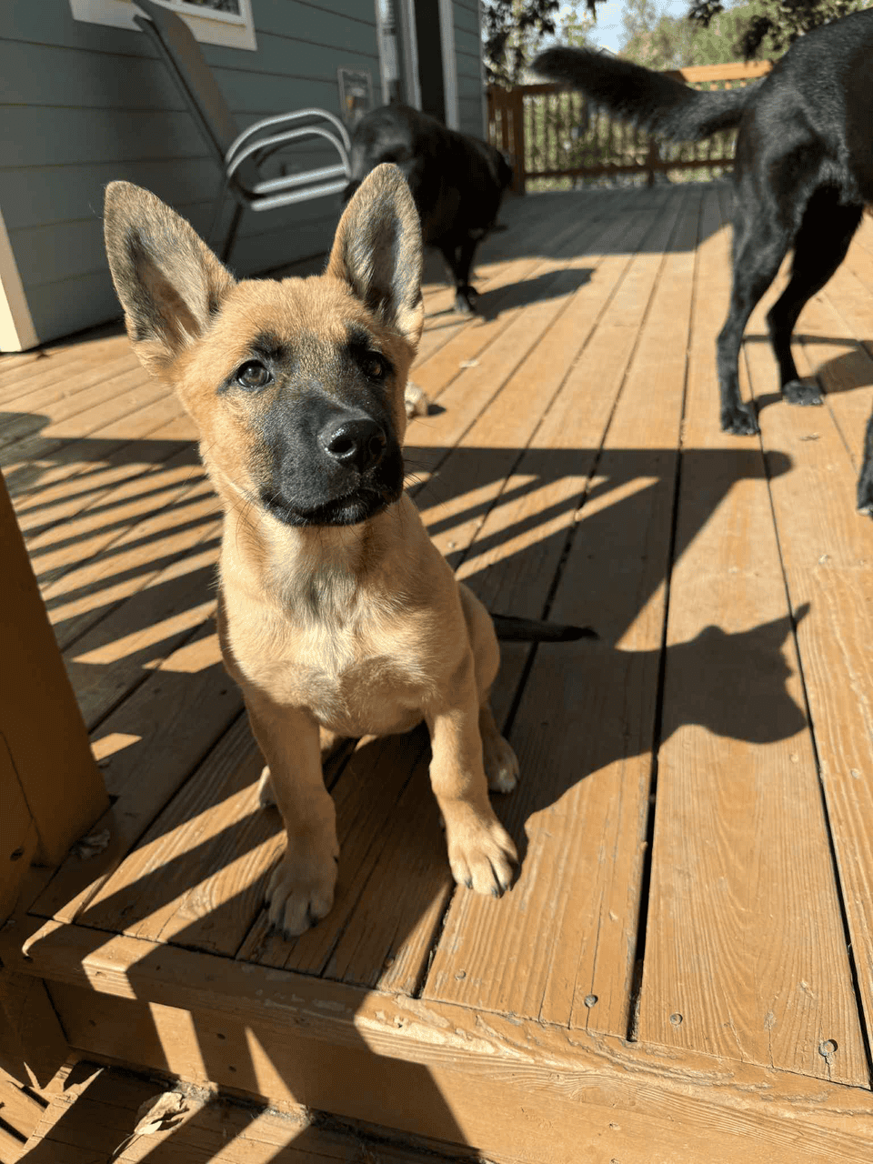 Moxie | PetClassifieds.com