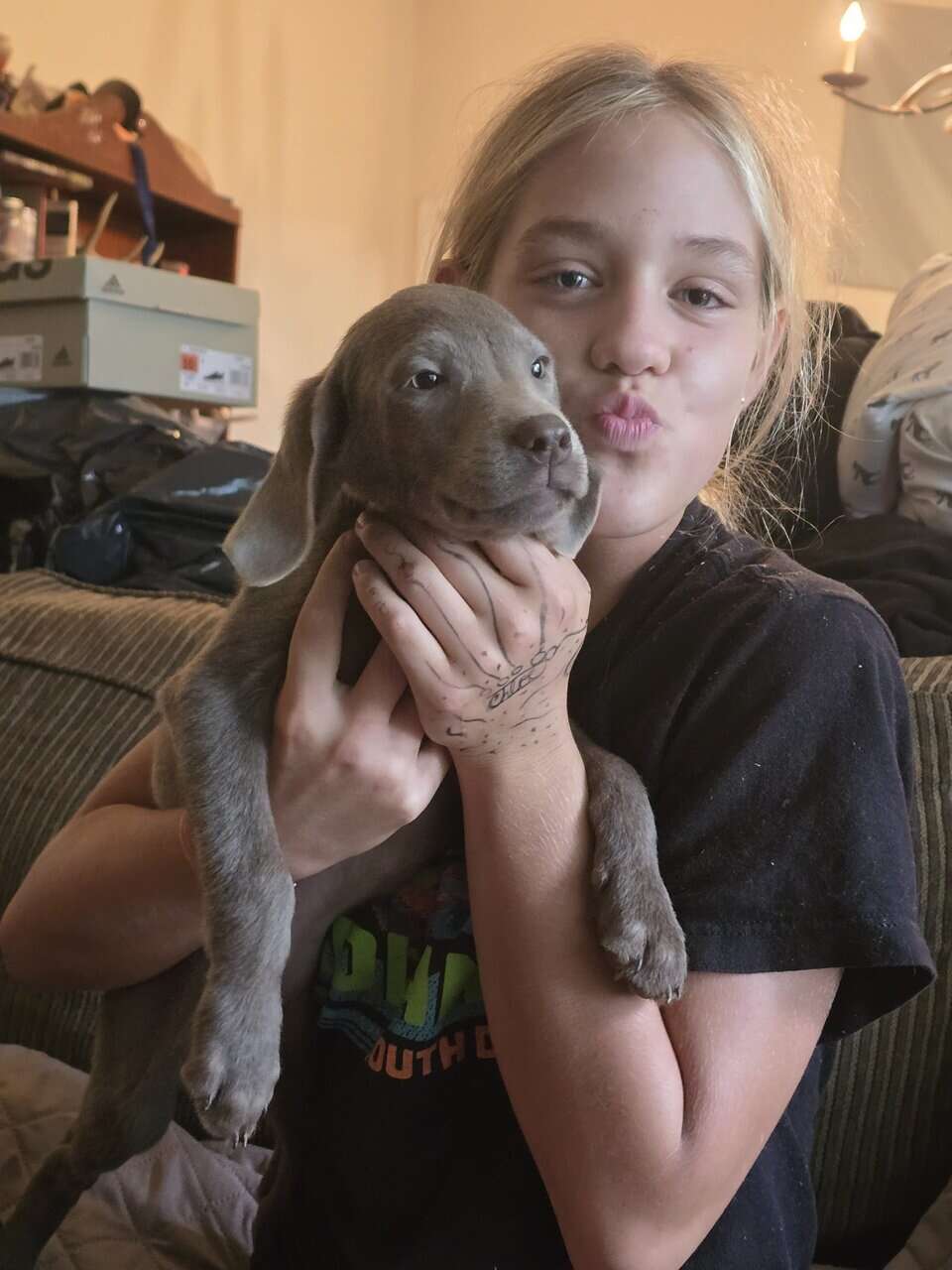 Pure Bred English Labs - Silver | PetClassifieds.com