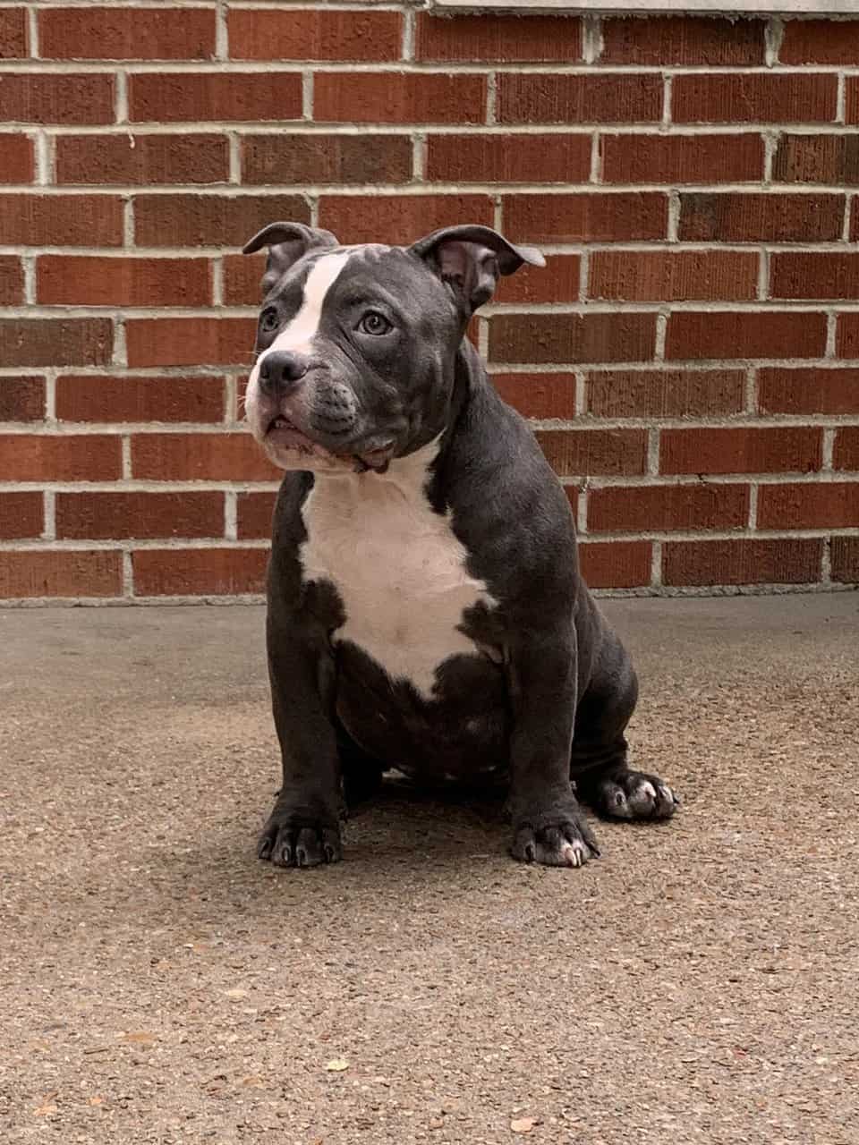 ABKC standard American Bully Female | PetClassifieds.com