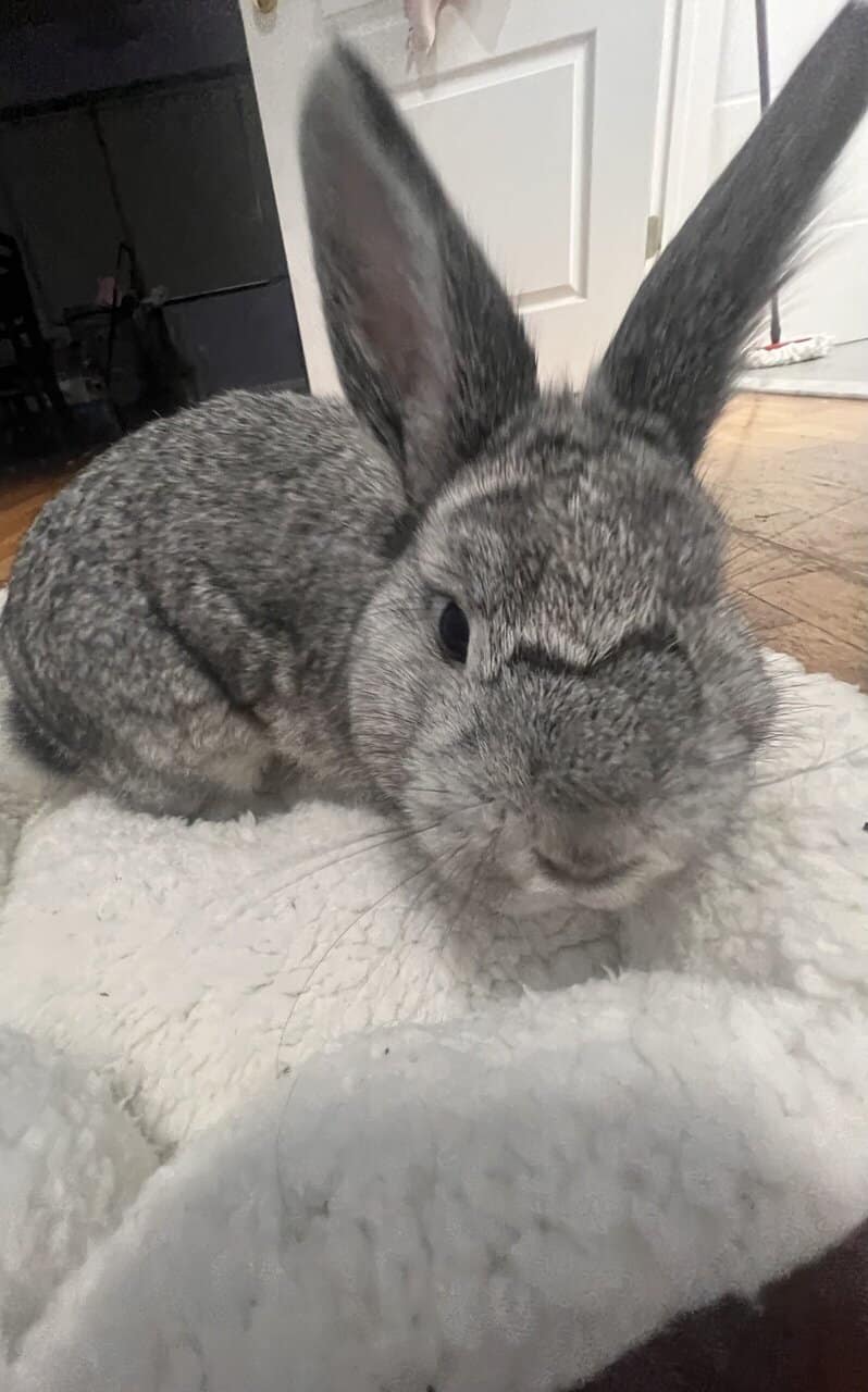 Rabbit Bunny rehoming dwarf | PetClassifieds.com