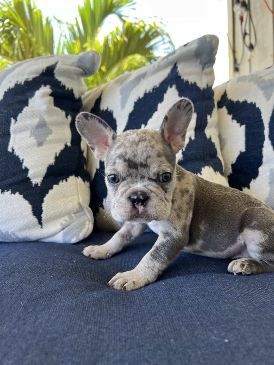 ‘Jowls’ Male grey Merle Frenchie | PetClassifieds.com