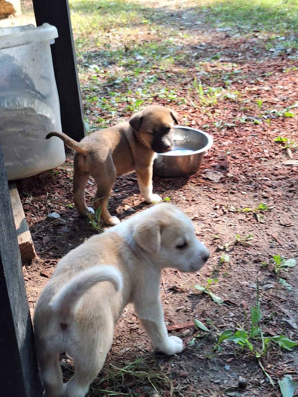 Free Puppies | PetClassifieds.com