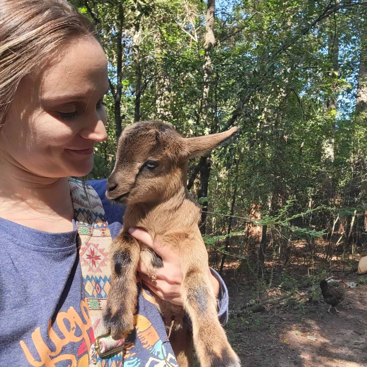 Male Goats 🐐 Kid | PetClassifieds.com