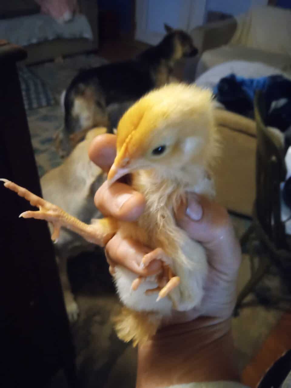 buff orpington pullets | PetClassifieds.com