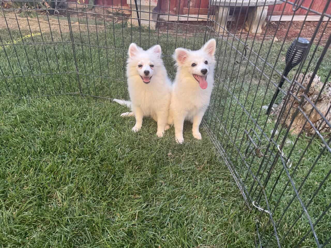 Miniature American Eskimo Puppies | PetClassifieds.com