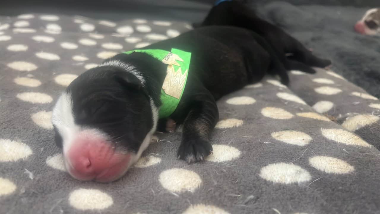 Lab cross staffi puppies | PetClassifieds.com