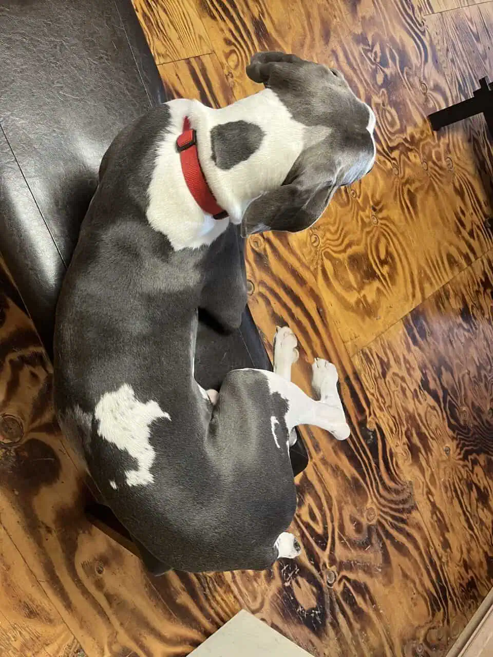 Atticus (rehoming) | PetClassifieds.com