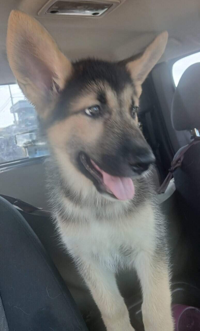 Gorgeous Shepskies | PetClassifieds.com