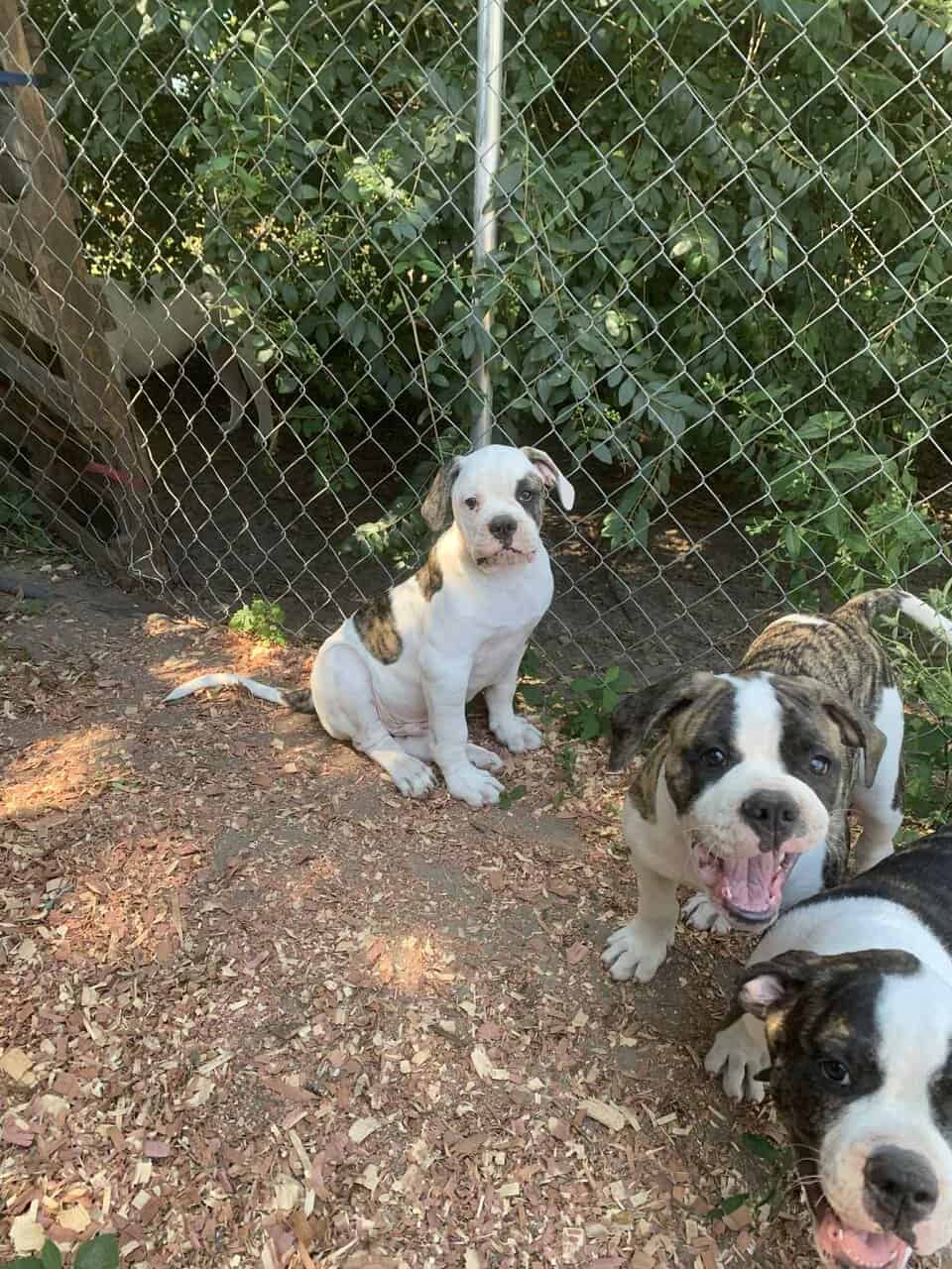 NKC American Bulldog Pups; Pure Johnson Bloodlines | PetClassifieds.com