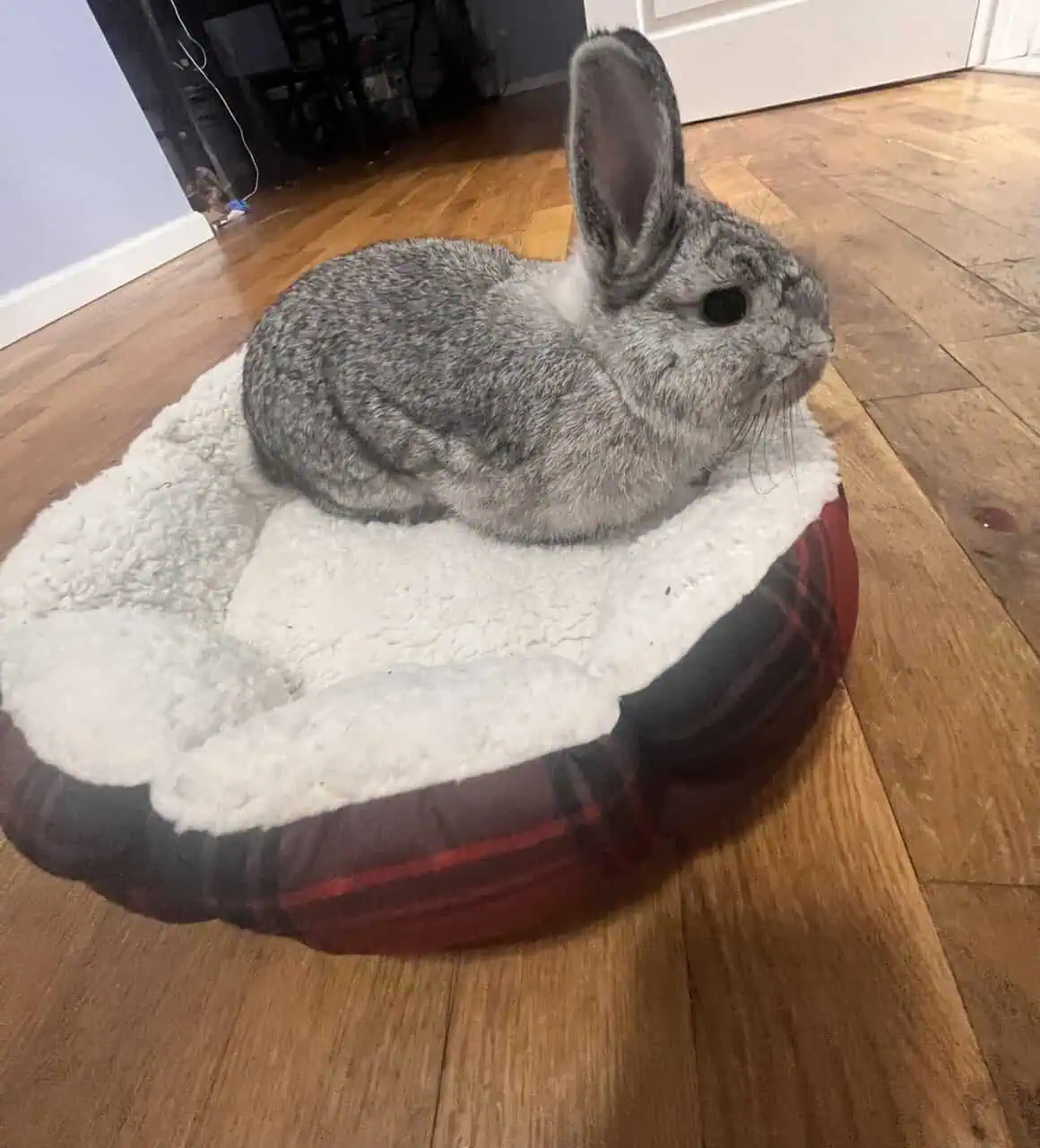 Rabbit Bunny rehoming dwarf | PetClassifieds.com