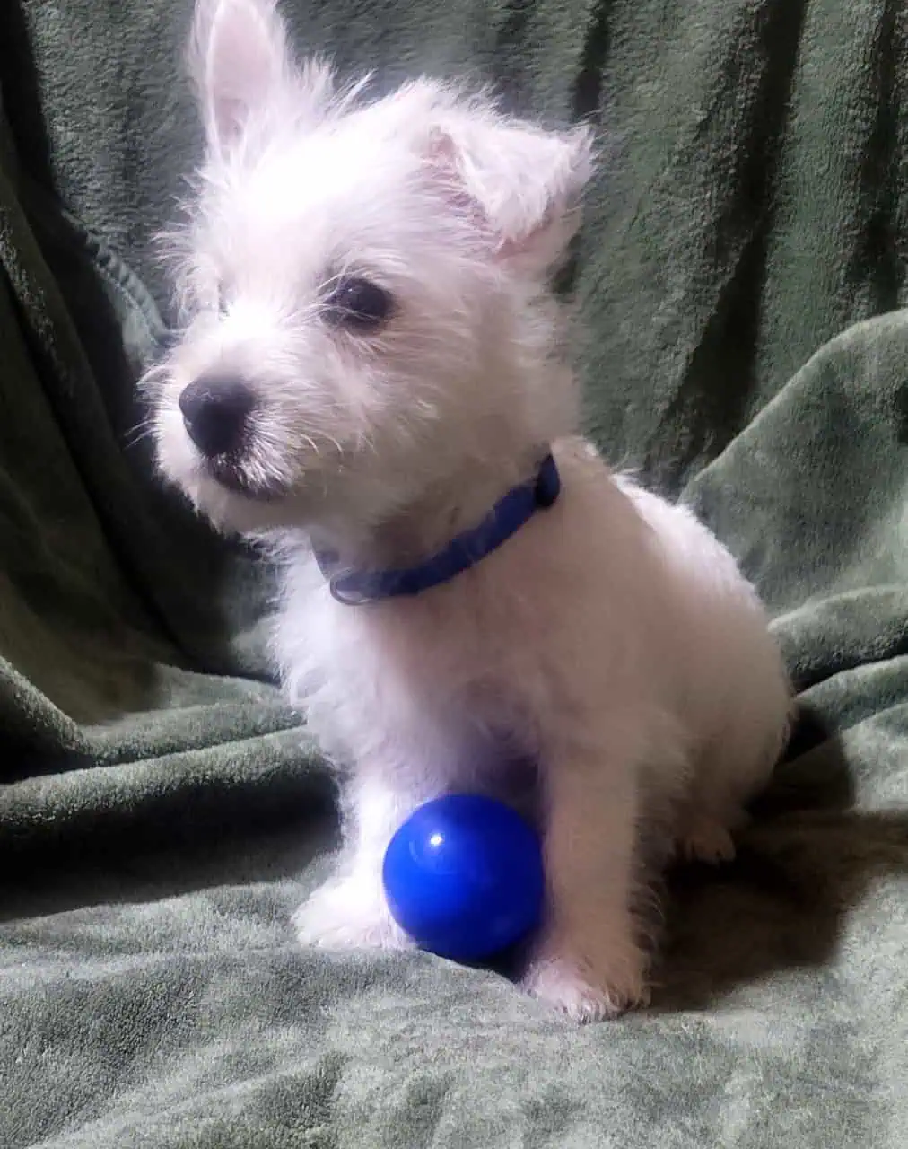 AKC WEST HIGHLAND WHITE TERRIERS | PetClassifieds.com