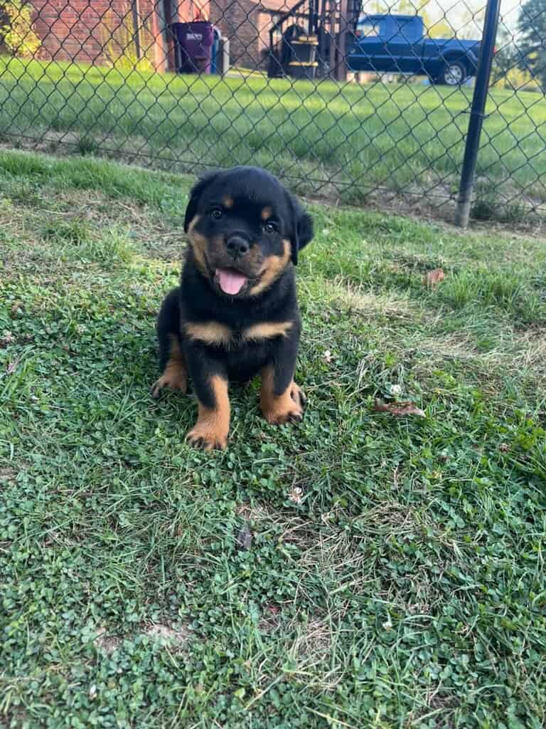 AKC German Rottweilers | PetClassifieds.com
