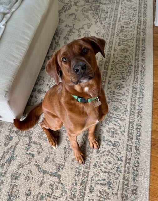 Bowser - excitable dog- needs a new home! | PetClassifieds.com