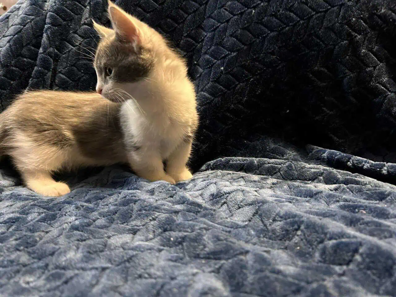 Ellis Edward | PetClassifieds.com