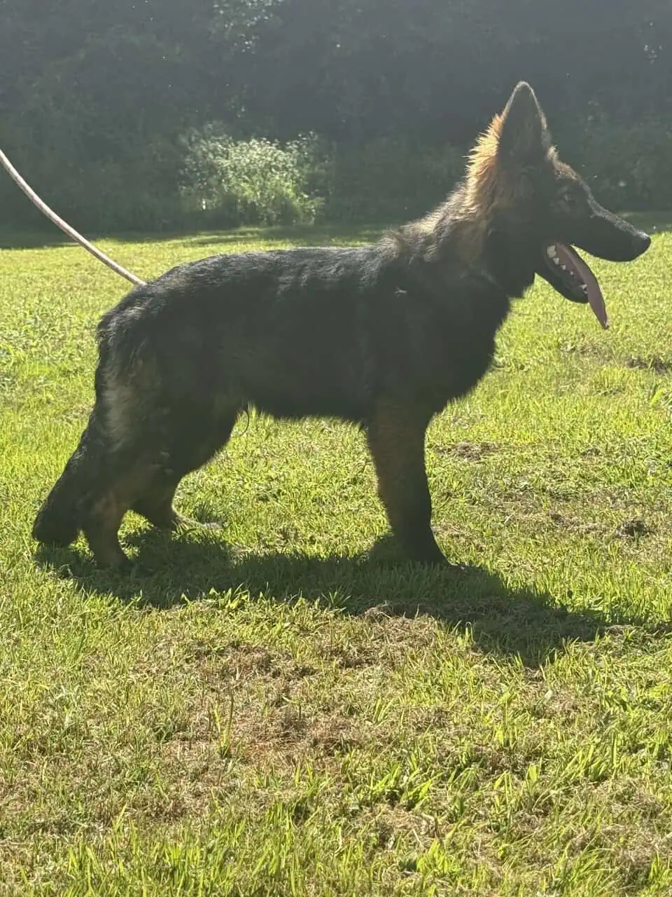 Czech German Shepherds 8 months | PetClassifieds.com
