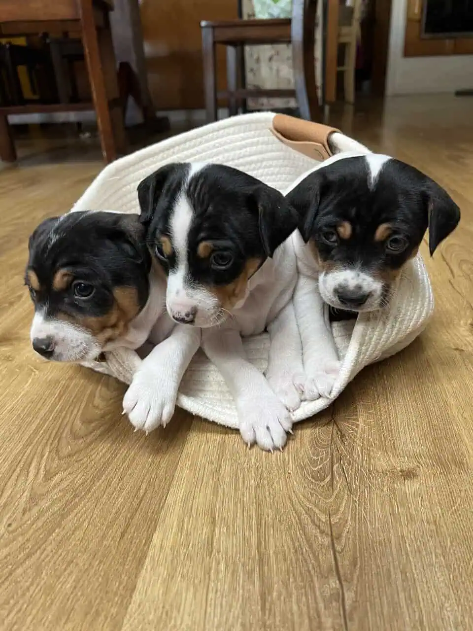 Decker Rat Terrier Puppies | PetClassifieds.com