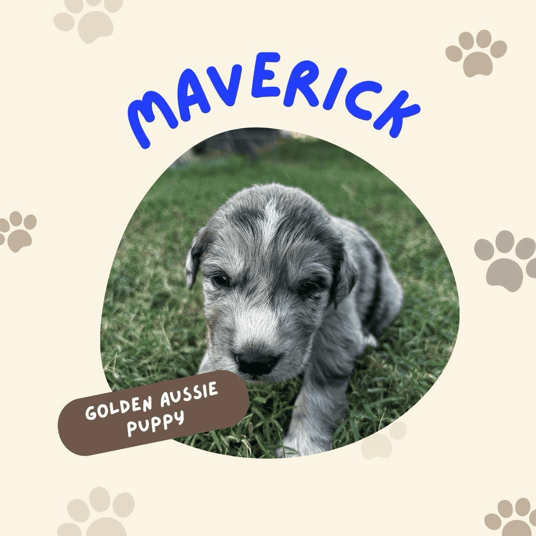 Golden Aussie (blue) | PetClassifieds.com