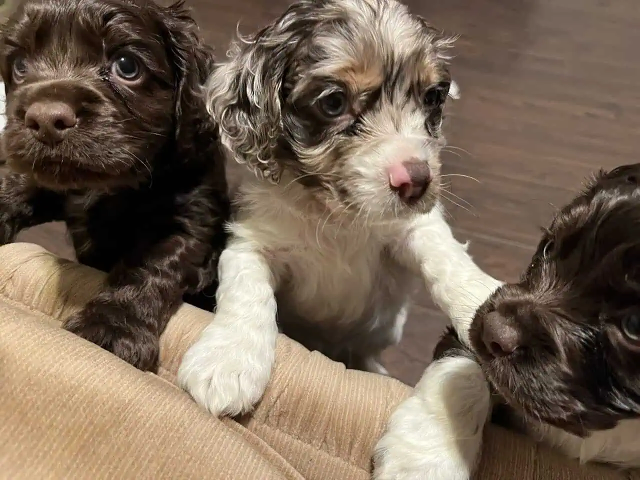 Male Merle Cocker Spaniel- Warren | PetClassifieds.com