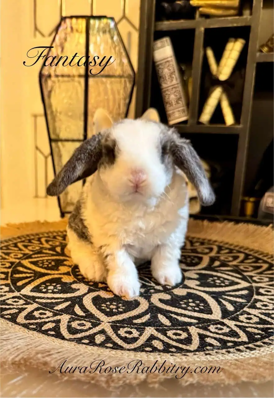 European Mini plush lops | PetClassifieds.com