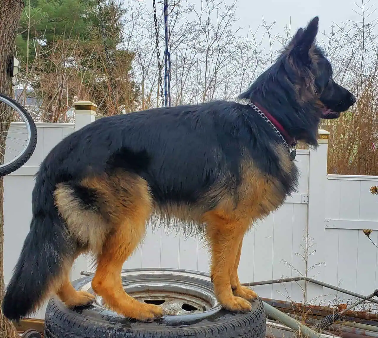 GERMAN SHEPHER PUPPIES | PetClassifieds.com