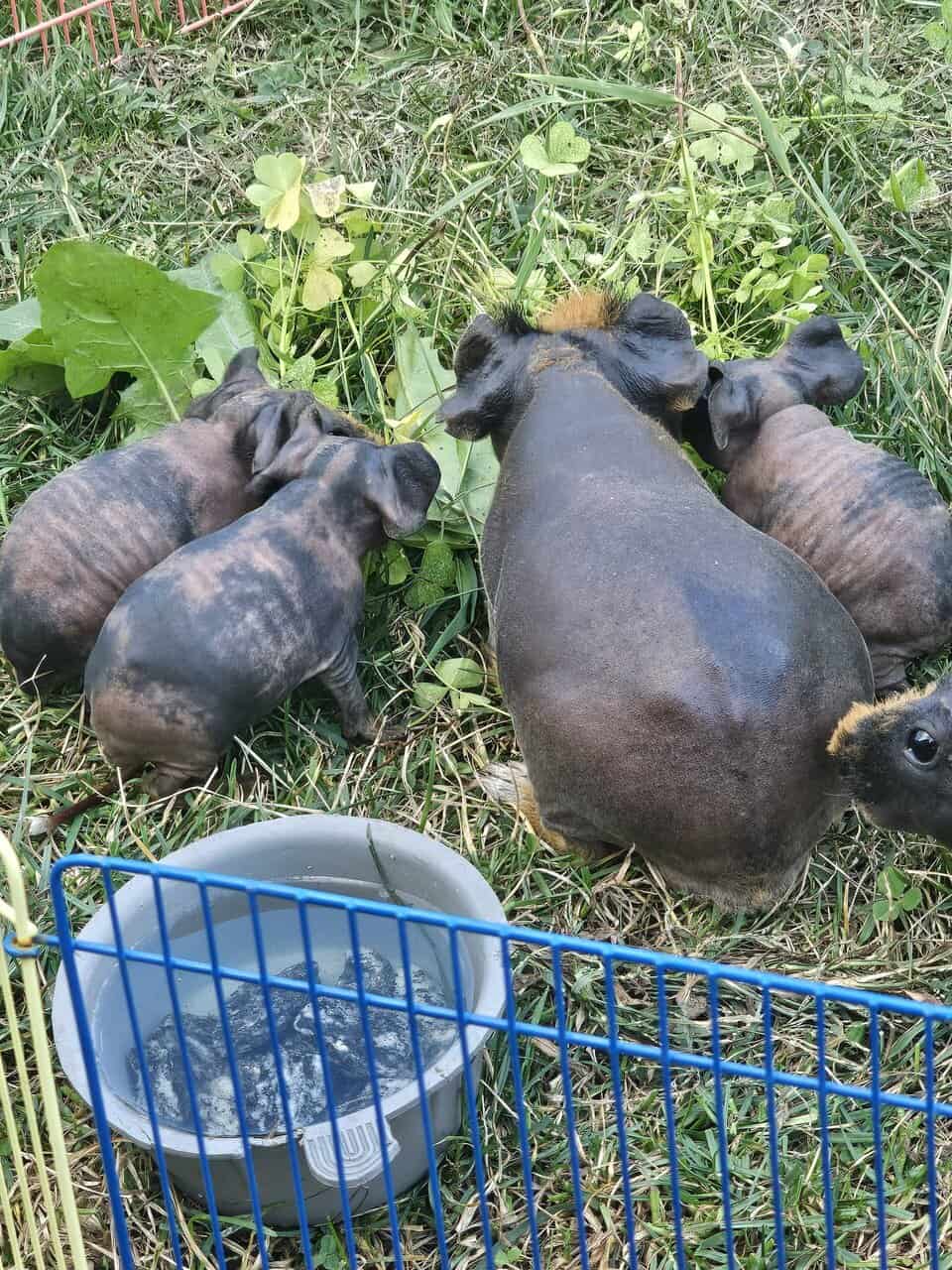 Skinny pig pups | PetClassifieds.com