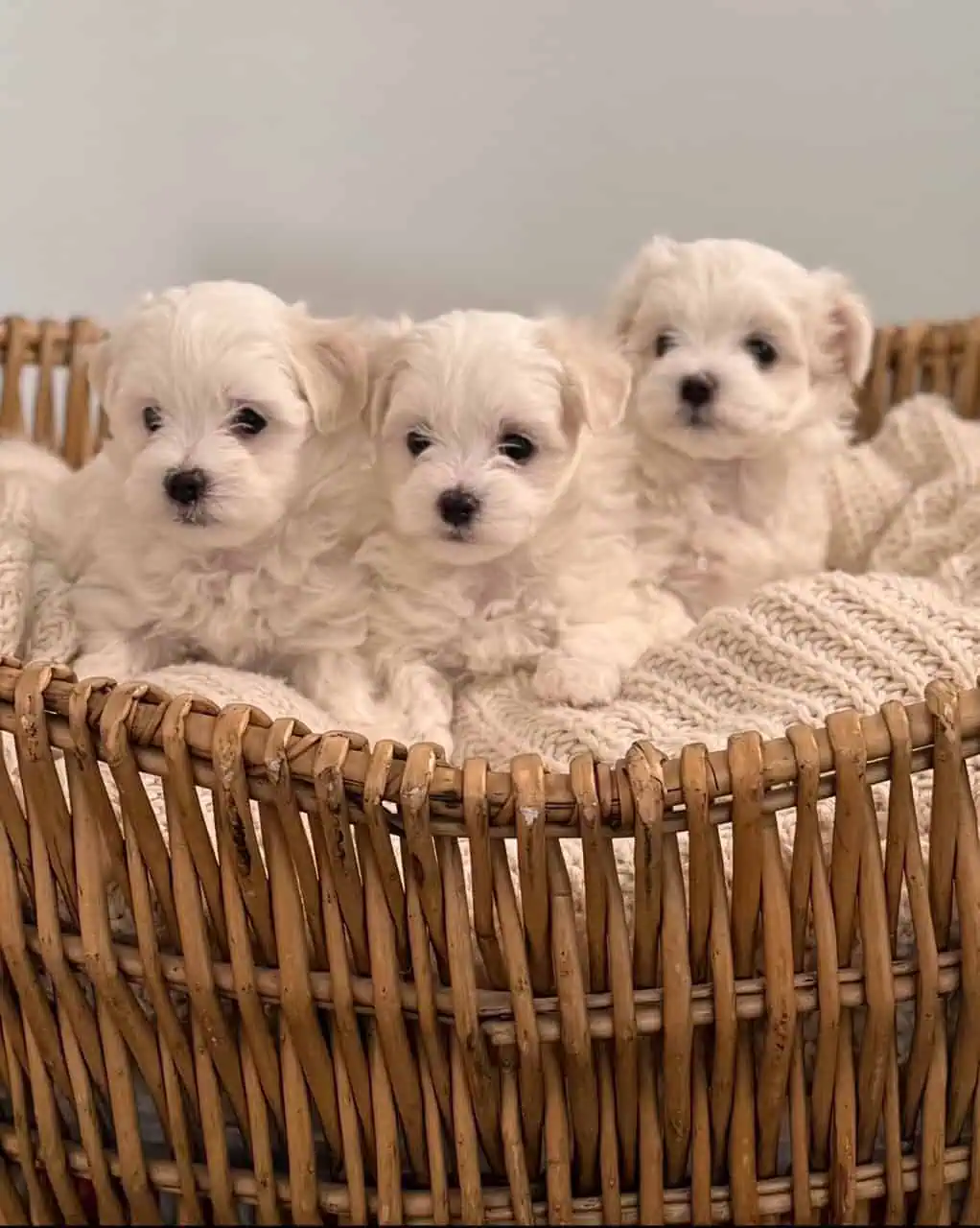 Michael - The Sweetheart of the Litter | PetClassifieds.com