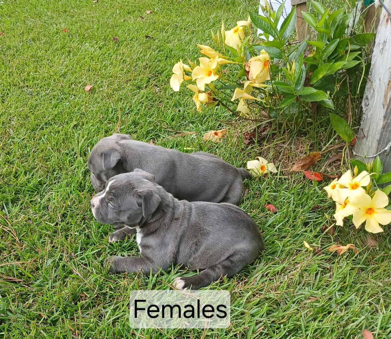 American Blue Bully | PetClassifieds.com