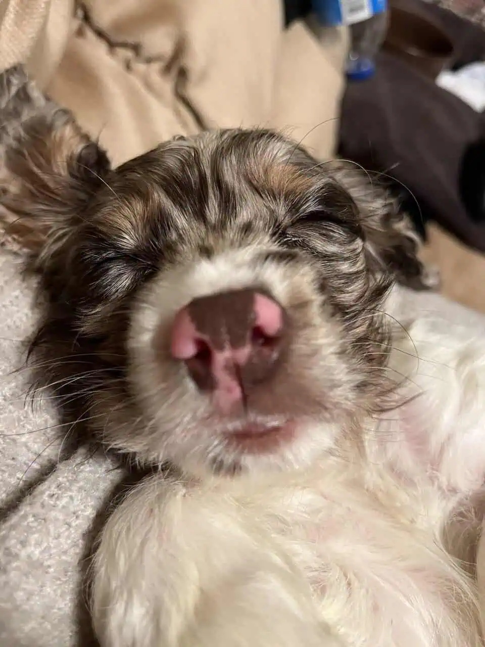 Male Merle Cocker Spaniel- Warren | PetClassifieds.com