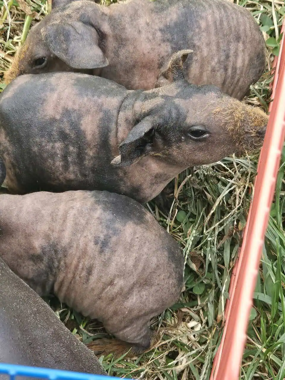 Skinny pig pups | PetClassifieds.com
