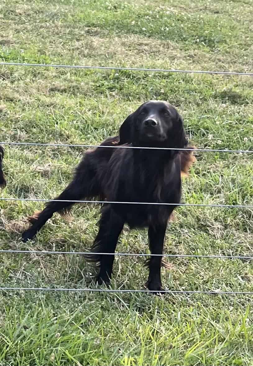 Border Collie/Irish Setter Mix | PetClassifieds.com