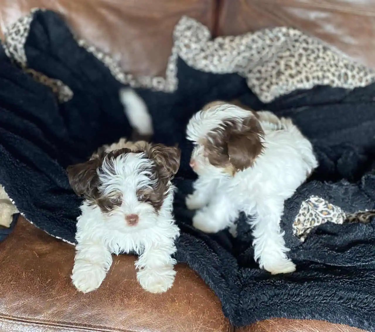 Parti Yorkie pups AKC and APRI registered | PetClassifieds.com