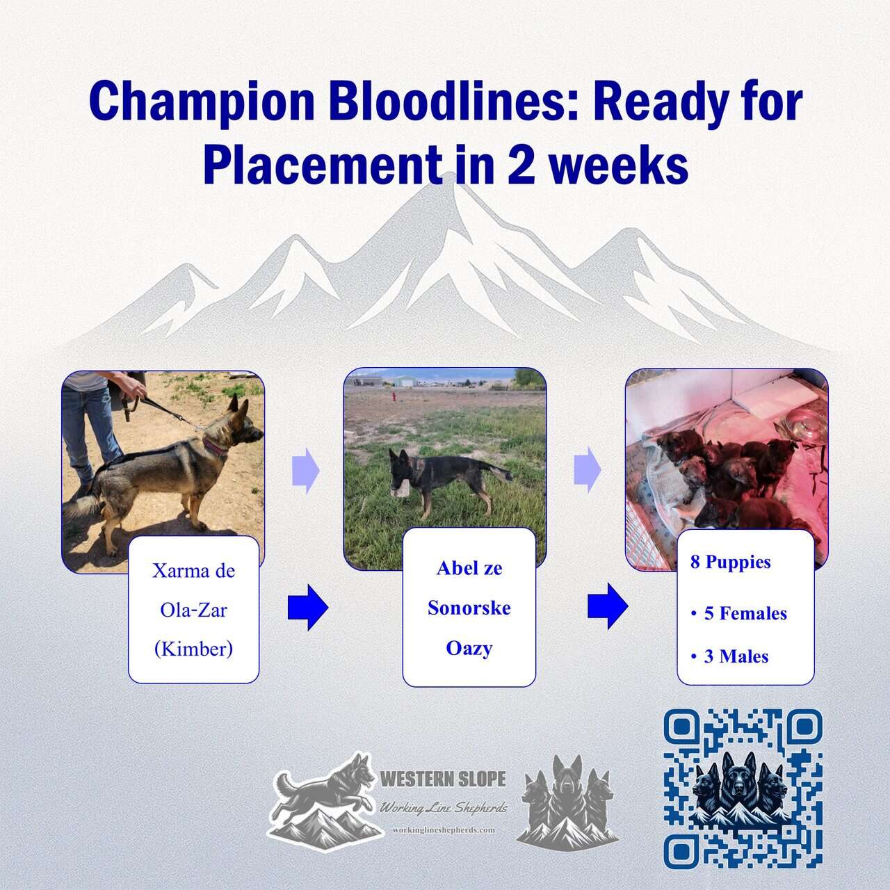 Miranda F German Shepherd 3 months old | PetClassifieds.com