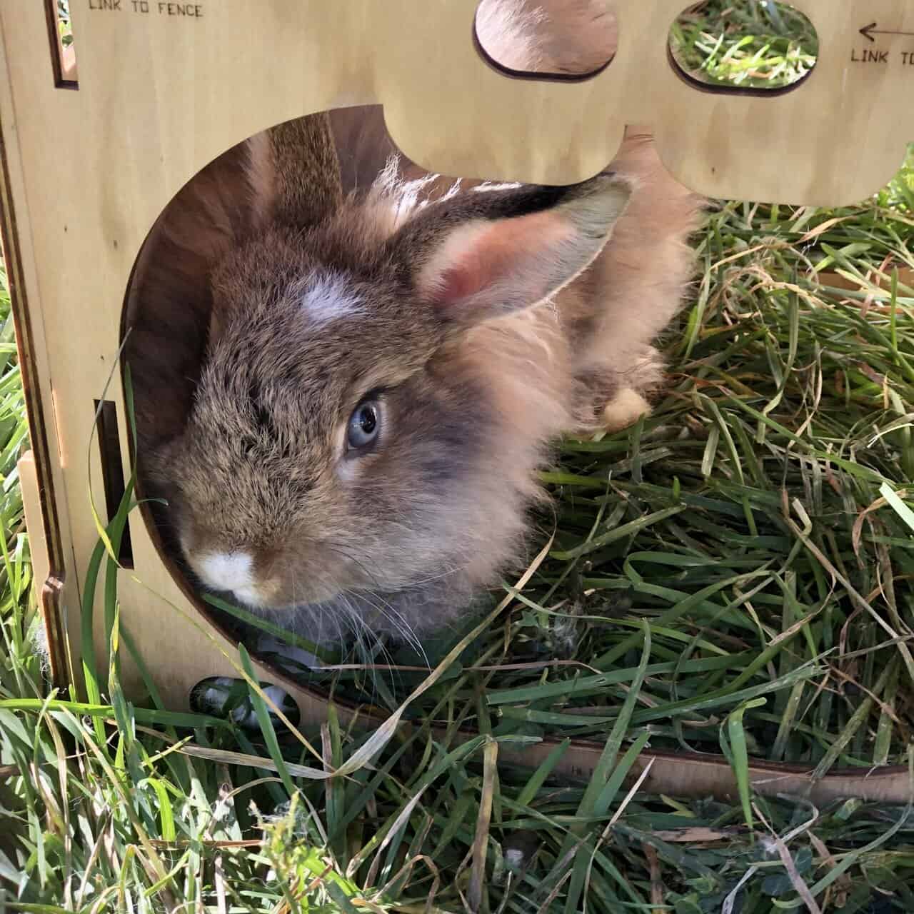 Mini Angora rabbits | PetClassifieds.com