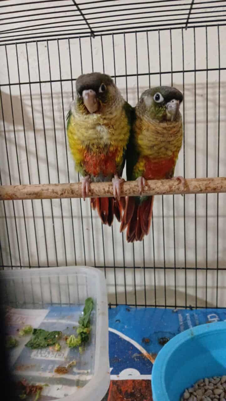 Baby Conures | PetClassifieds.com