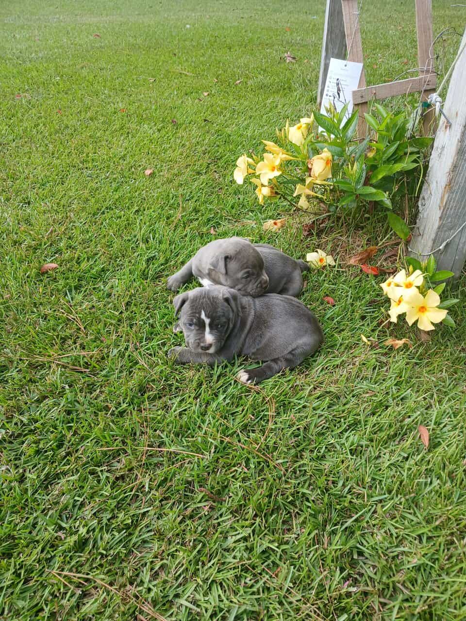 American Blue Bully | PetClassifieds.com