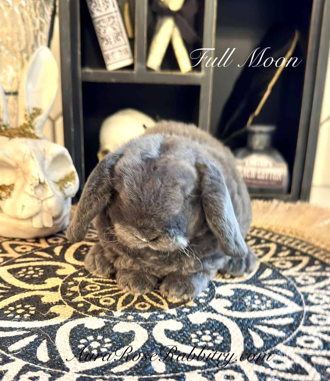 Top quality Mini Plush Lops | PetClassifieds.com