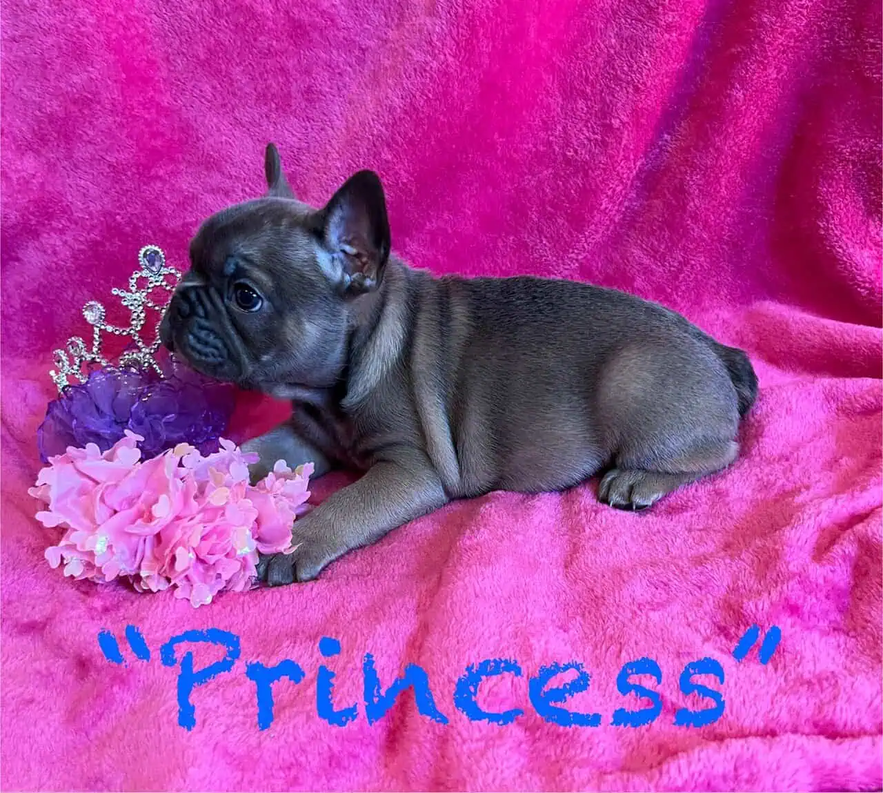 Frenchie * Female * Ukraine Lineage * - Princess | PetClassifieds.com